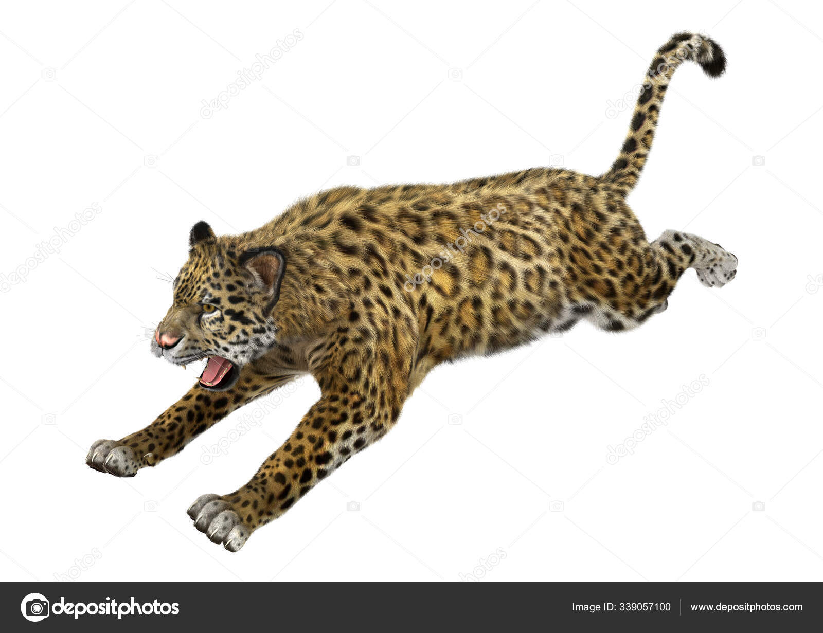 Jaguar Pouncing