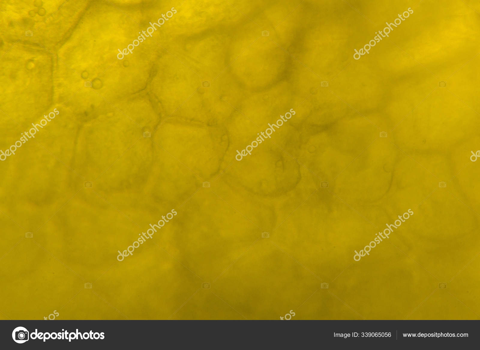 Yellow Pepper Microscope Stock Photo by ©PantherMediaSeller 339065056