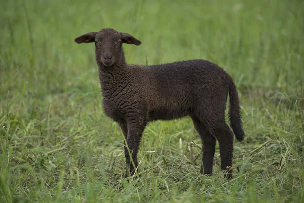 Black lamb Stock Photos, Royalty Free Black lamb Images | Depositphotos