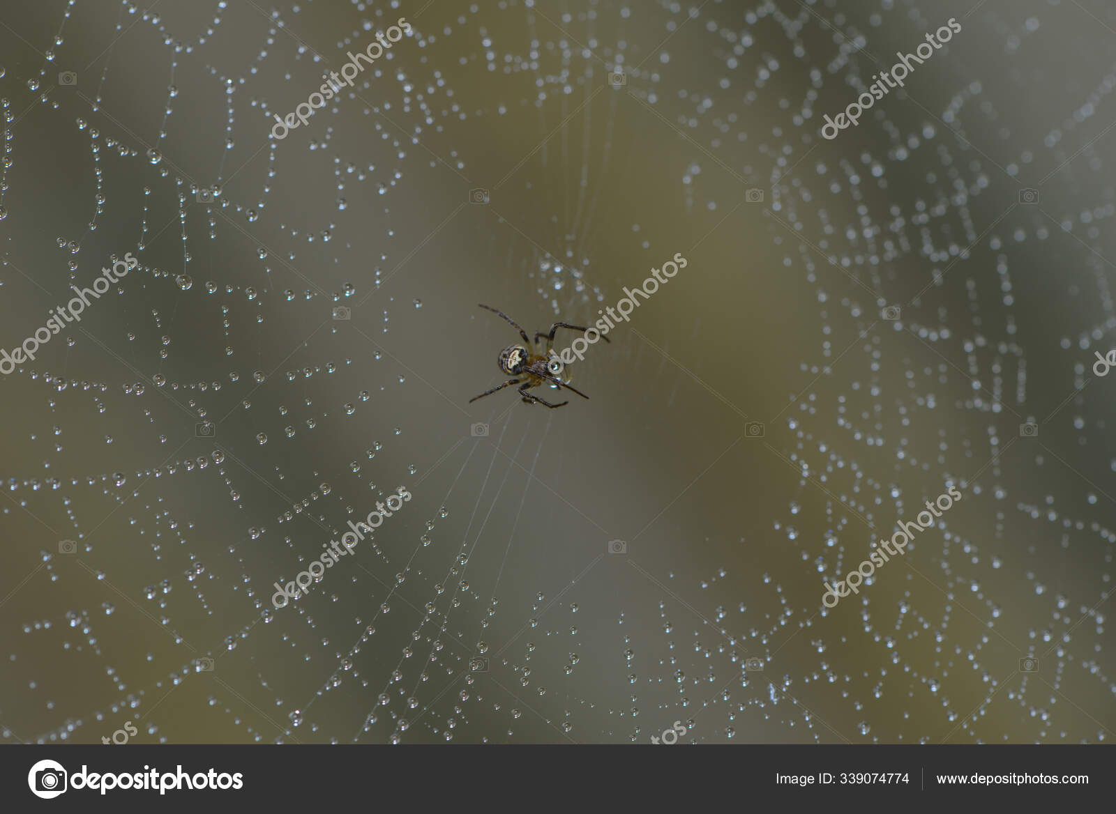 Little Spider Her Web — Stock Photo © PantherMediaSeller #339074774