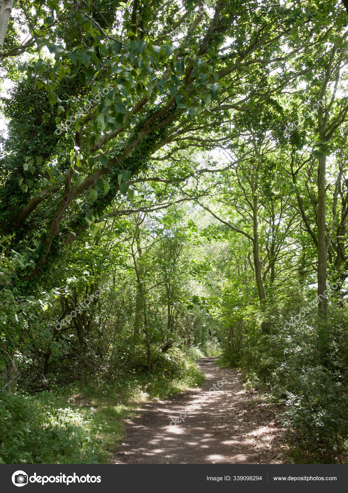 Footpath Overhead Canopy Trees Walkway Forest Stock Photo by ...