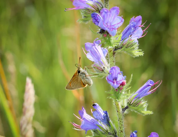 Imperilled Stock Photos, Royalty Free Imperilled Images | Depositphotos