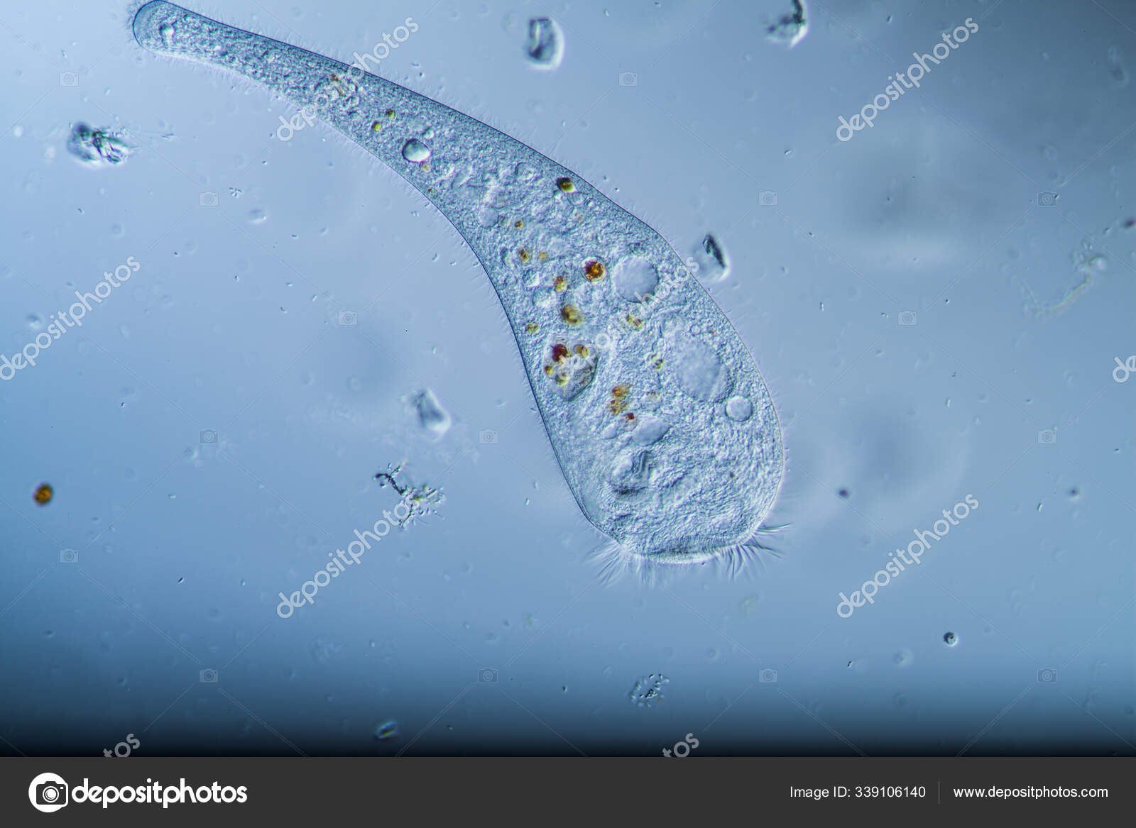 Biology Cells Microscopic Texture Stock Photo by ©PantherMediaSeller ...