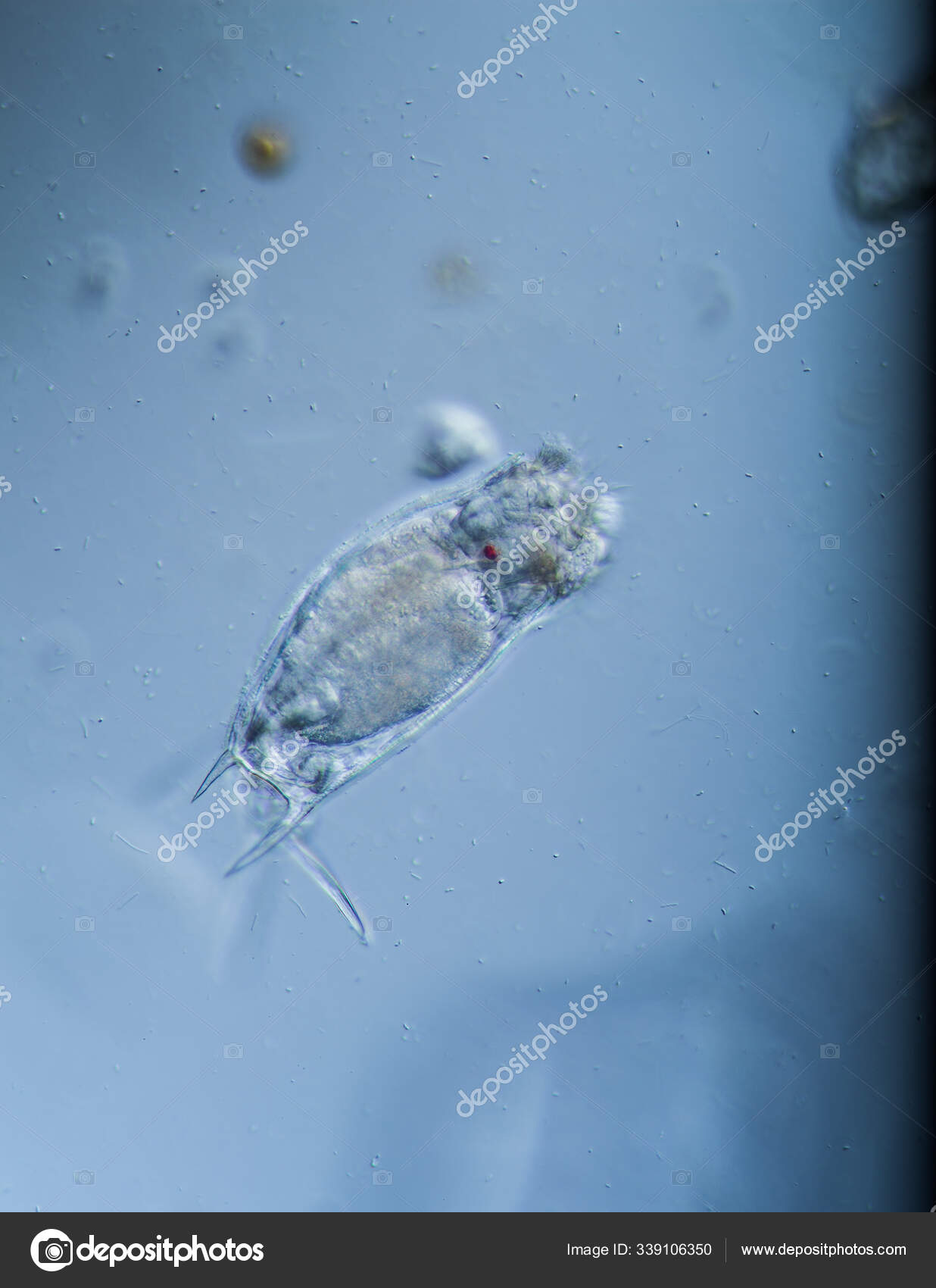 Wheels Plankton Pond — Stock Photo © PantherMediaSeller #339106350