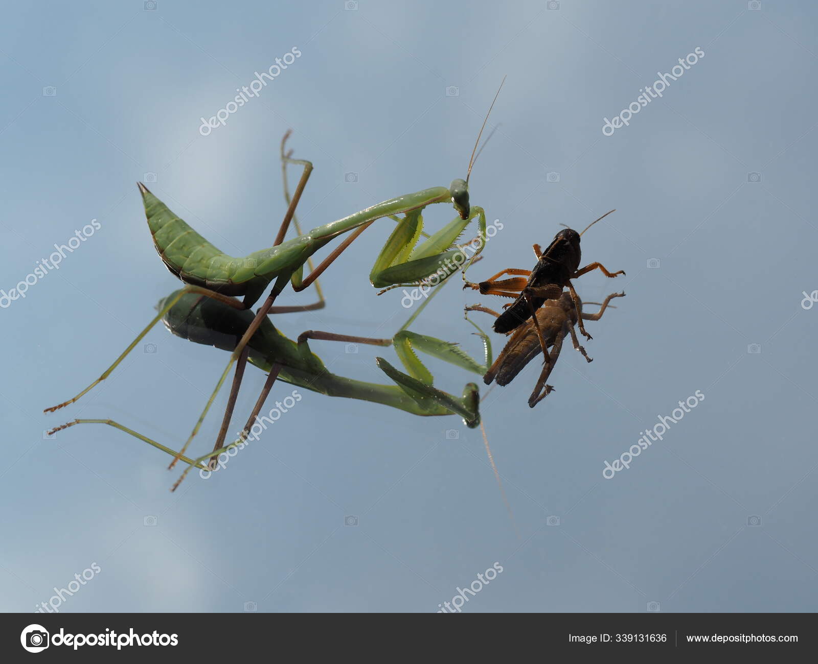 Mantis Insects Prey Bug — Stock Photo © PantherMediaSeller #339131636