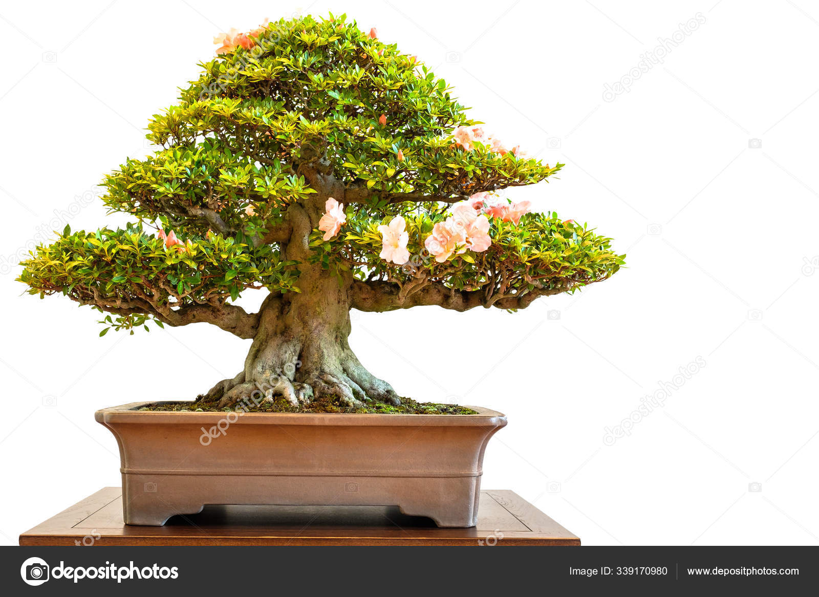 Old Rhododendron Bonsai Tree White Flowers Isolated Stock Photo by ...
