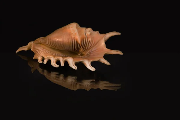 Seashell on a black background Stock Photos, Royalty Free Seashell on a ...