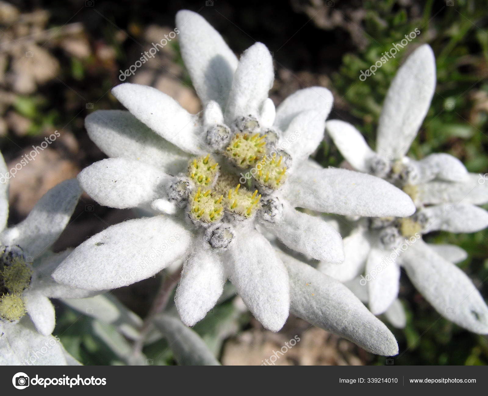 Switzerland National Flower