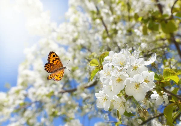 Paisaje mariposas Stock Photos, Royalty Free Paisaje mariposas Images ...