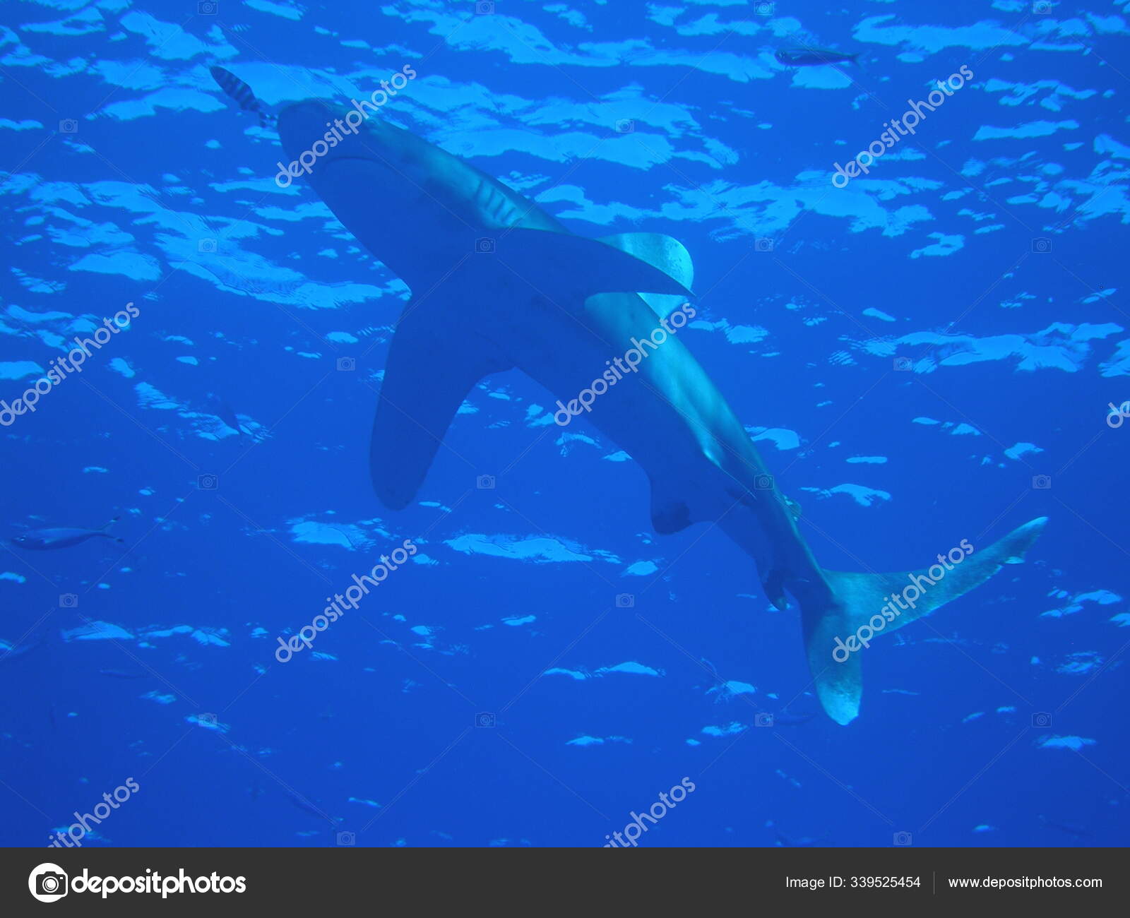 Marine Life Shark Fish Stock Photo by ©PantherMediaSeller 339525454