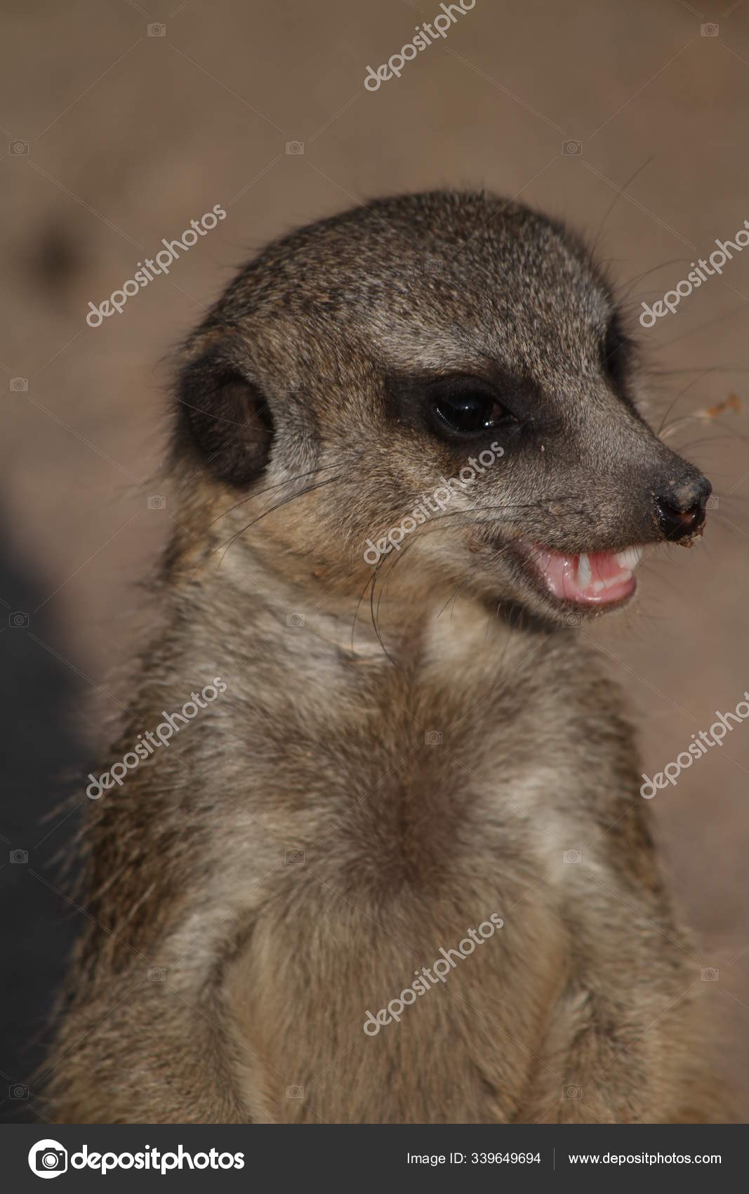 Meerkat Shows Teeth — Stock Photo © PantherMediaSeller #339649694