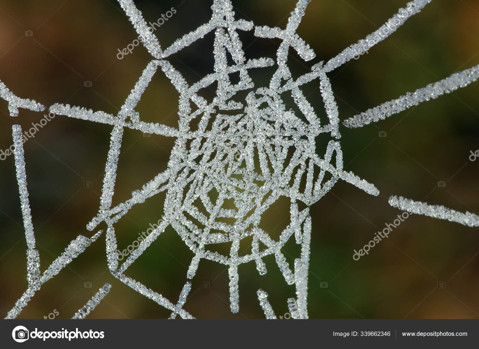 Spider Cobweb Trap Insect — Stock Photo © PantherMediaSeller #339662346