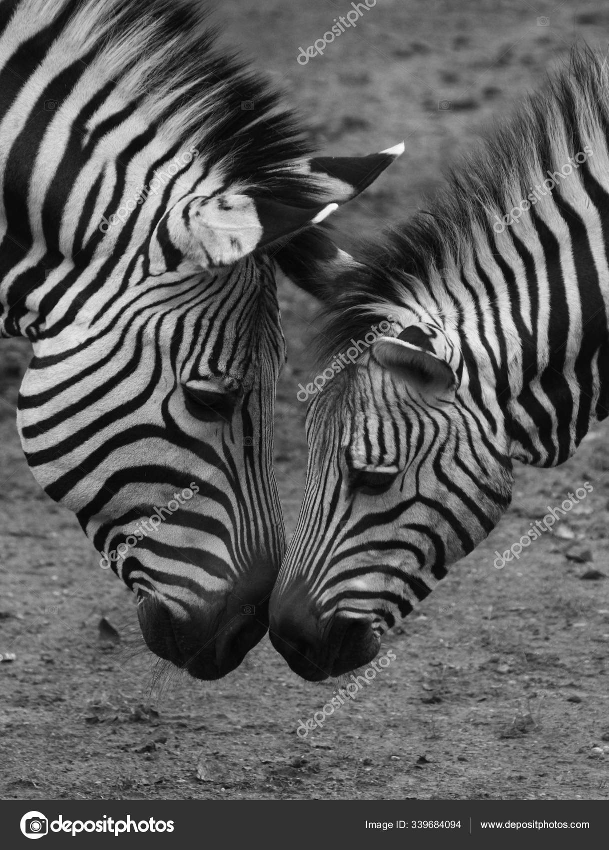 Black And White Pictures Of Zebras