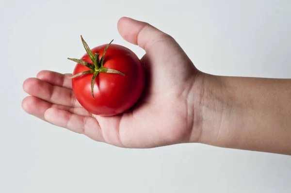 Tomato Palm Tree — Stock Photo © PantherMediaSeller #353103896