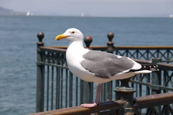 Seagull frame Stock Photos, Royalty Free Seagull frame Images ...