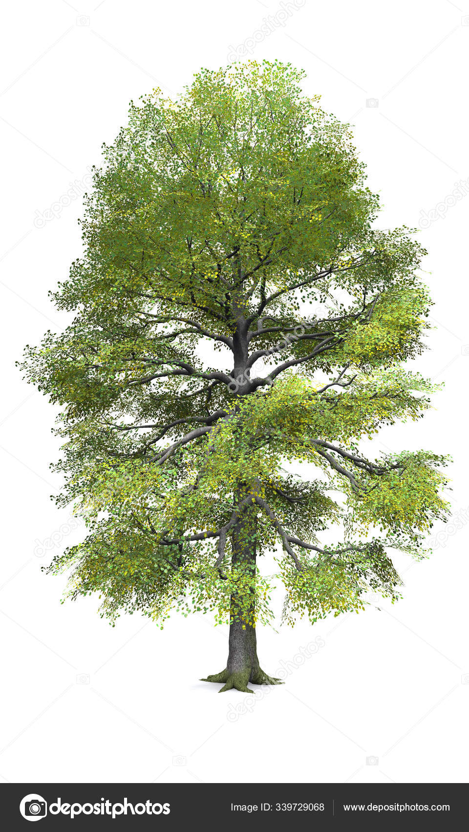 Tree Isolated — Stock Photo © PantherMediaSeller #339729068