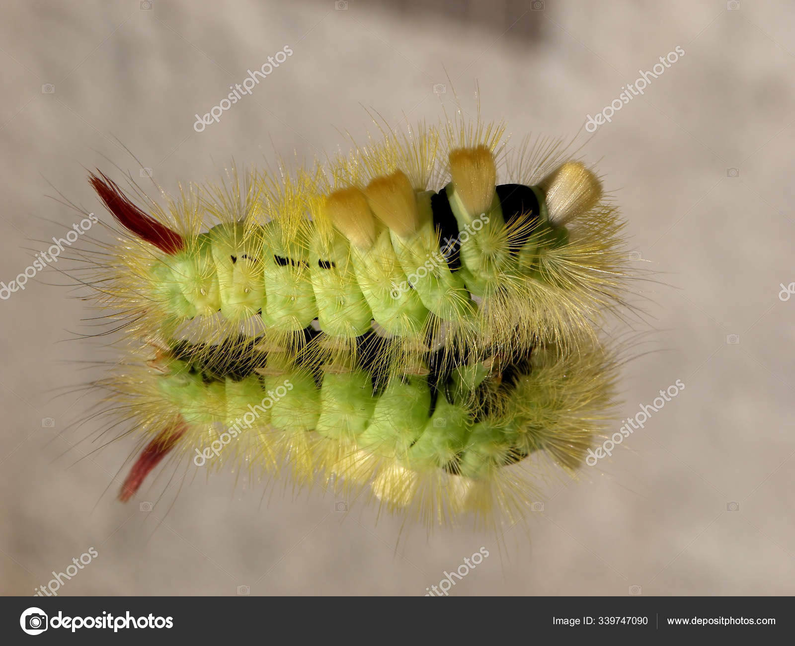 Caterpillar Insect Small Worm — Stock Photo © PantherMediaSeller #339747090