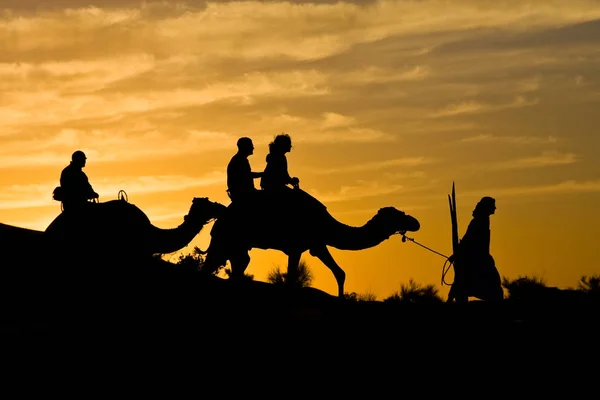 Camel animal Stock Photos, Royalty Free Camel animal Images | Depositphotos