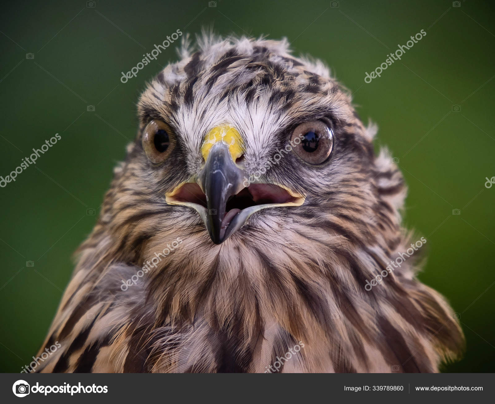 Close Portrait Red Tailed Hawk Stock Photo by ©PantherMediaSeller 339789860