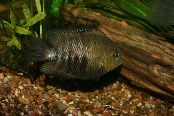 Black cichlid Stock Photos, Royalty Free Black cichlid Images ...