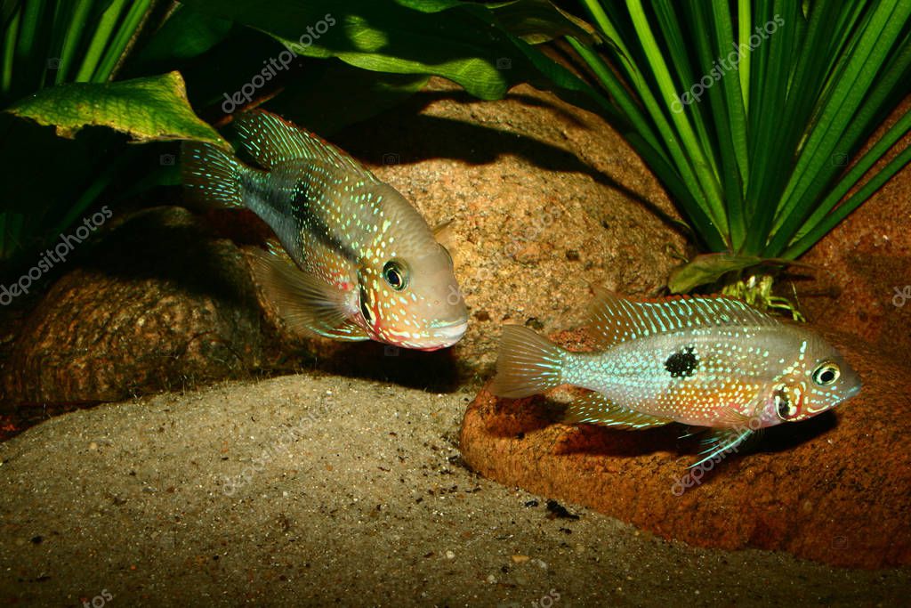 Cárquido de fuego mexicano (espinacas ellioti) - pareja. 2024