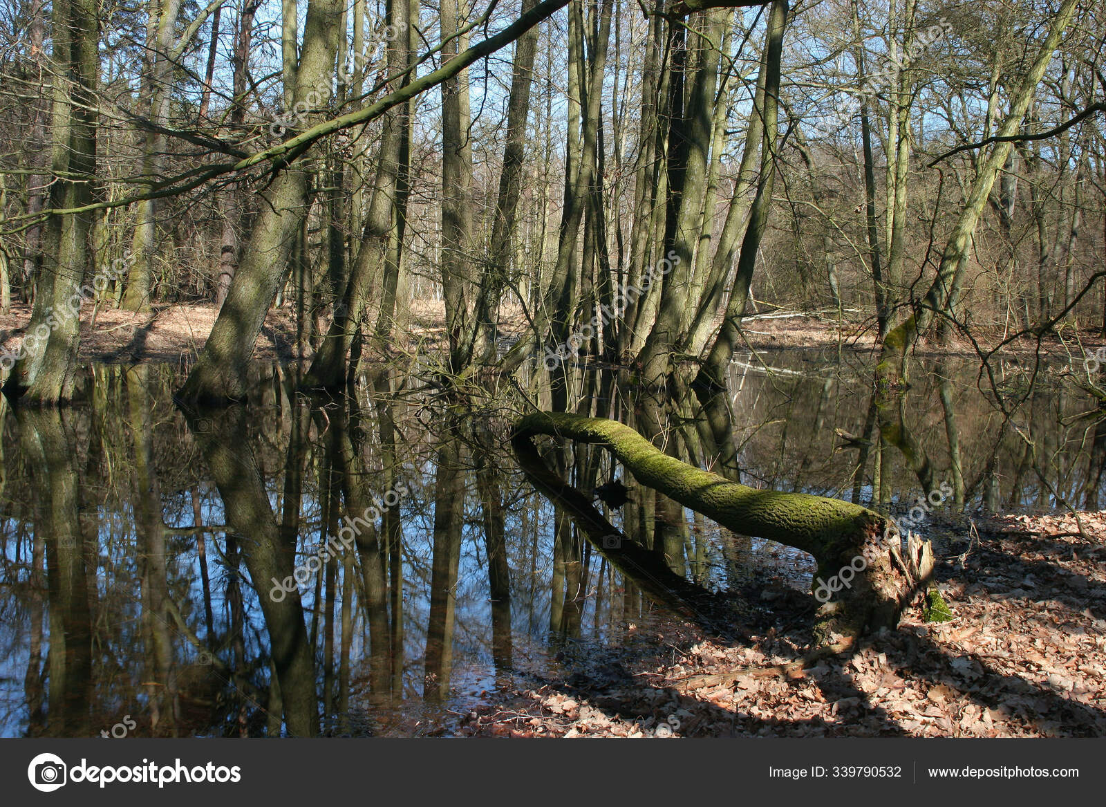 Water Standing Trees Pond Dammed Beavers Early Spring — Stock Photo ...