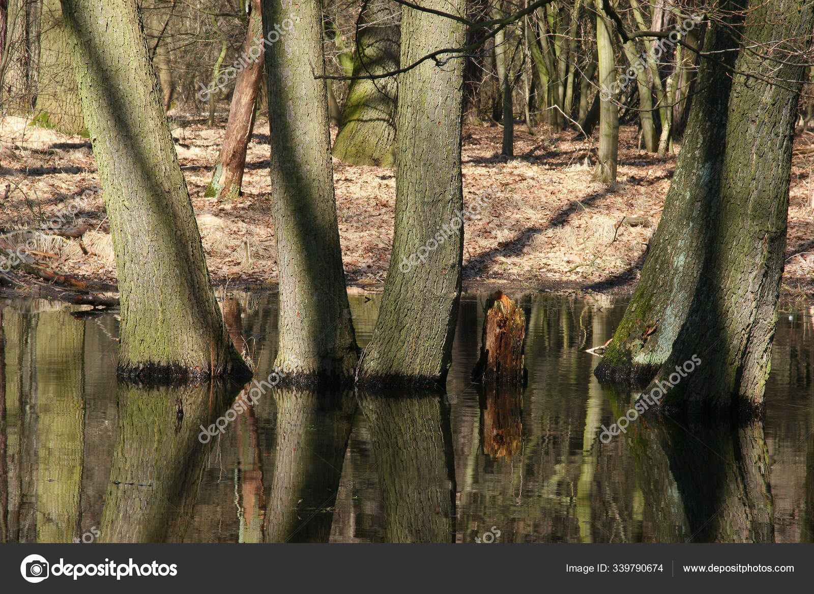 Trees Standing Water Pond Dammed Beavers Early Spring — Stock Photo ...