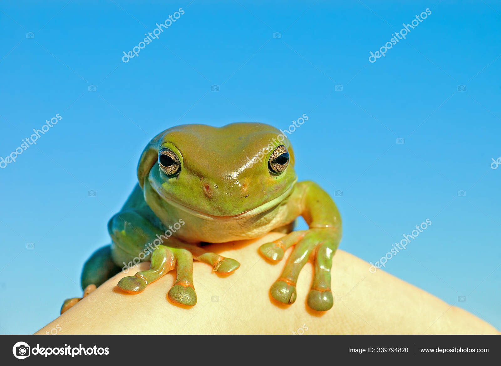 Hmm Big Old Green Tree Frog Looks Camera — Stock Photo ...
