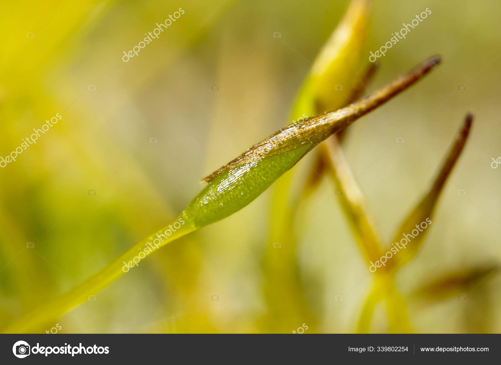 Wall Rotary Tooth Moss Spore Capsules — Stock Photo ...