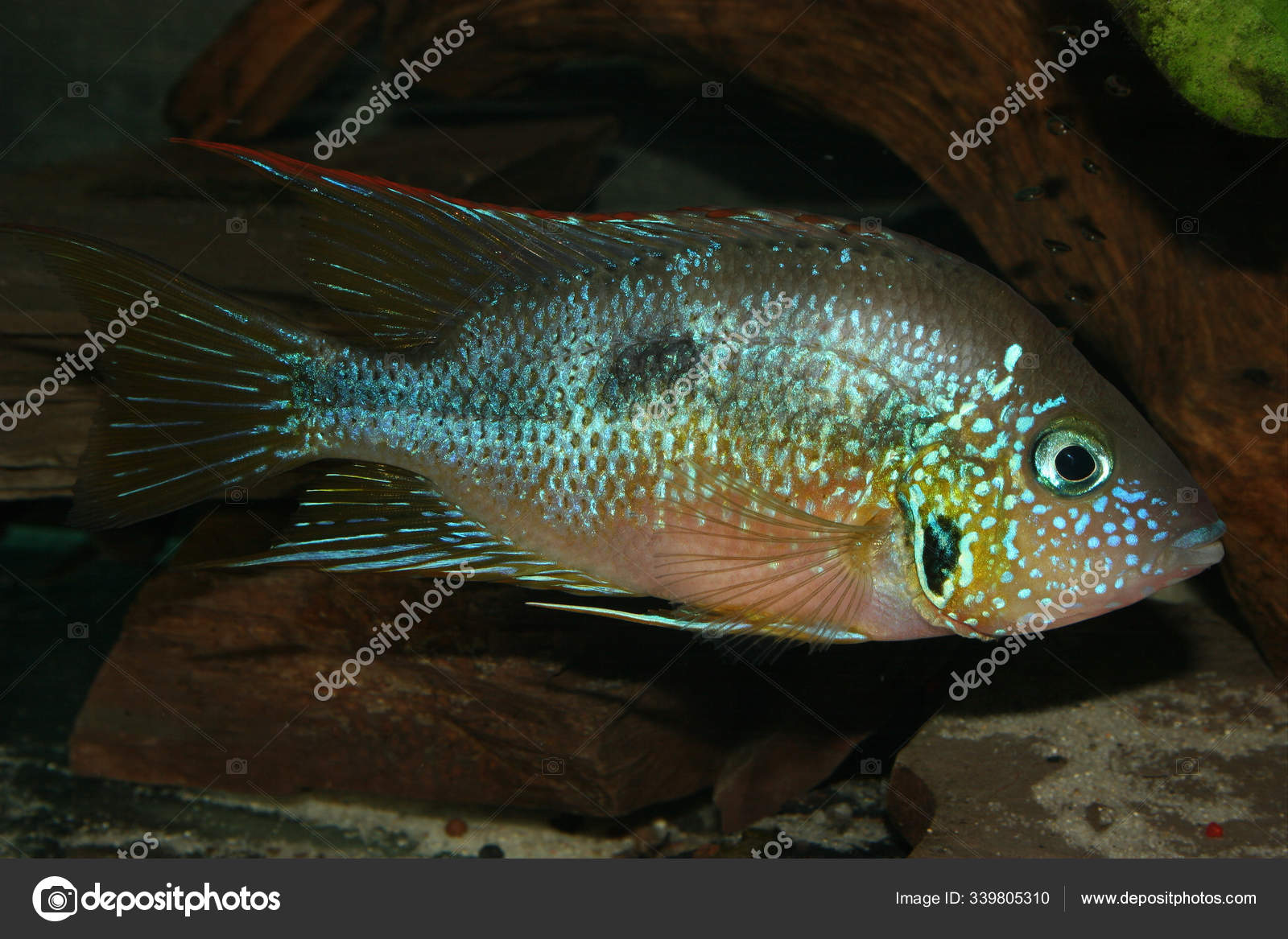 Mexican Firemouth Cichlid Thorichthys Aureus Male — Stock Photo ...
