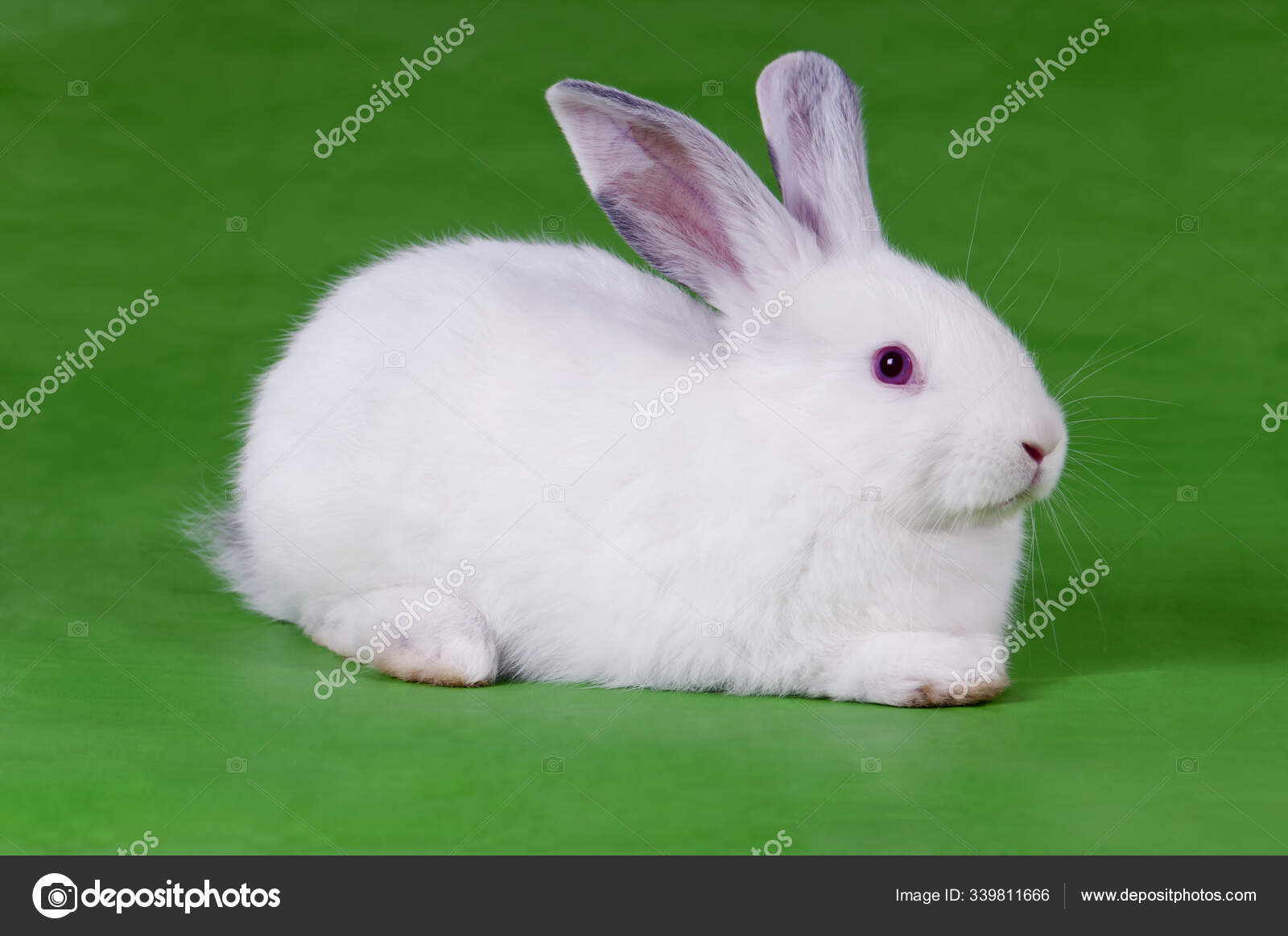 Little White Rabbit Green Background Easy Cut Paste Stock Photo by ...