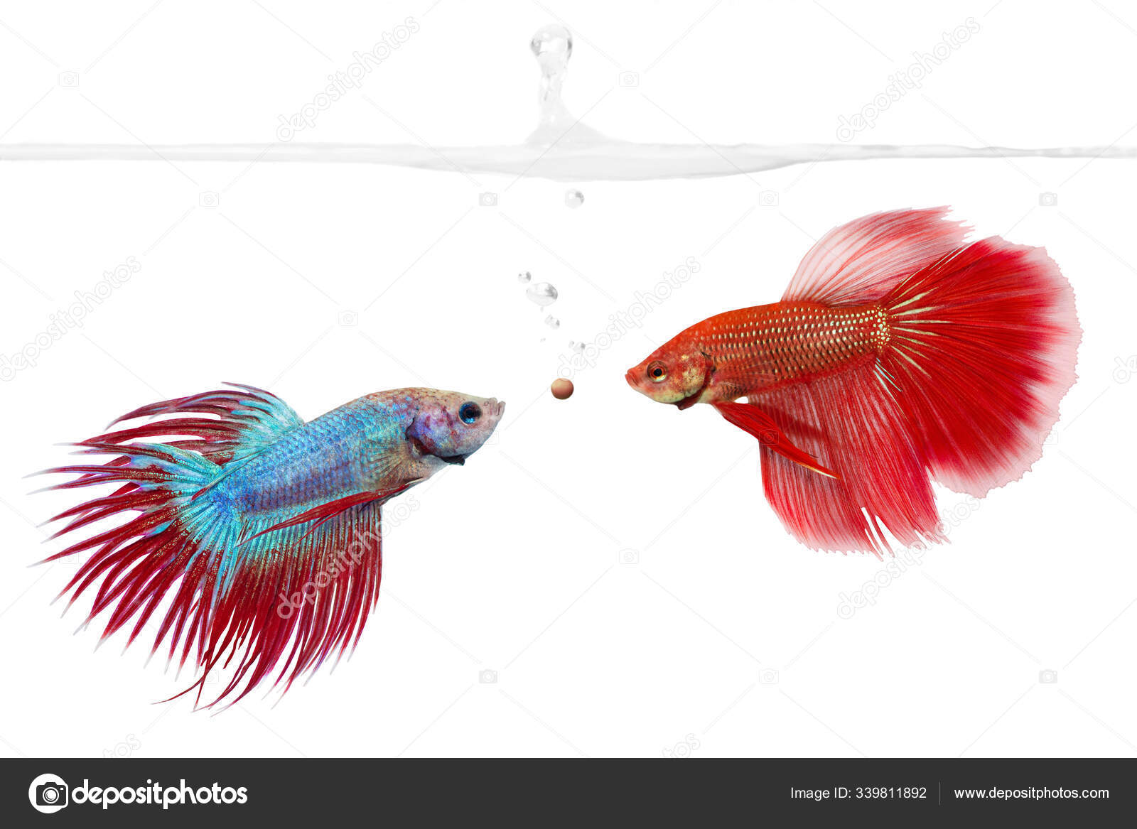 Dos Peces Betta Que Compiten Por Una Pastilla Alimentos Ilustración de ...