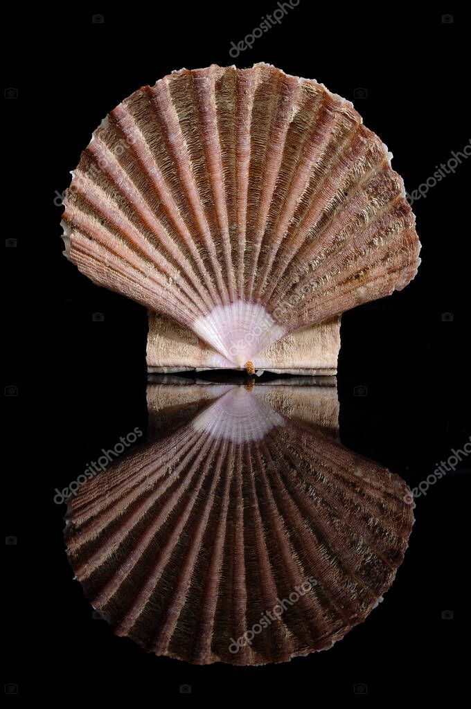 Pecten jacobaeus es una especie de molusco bivalvo marino de la familia ...