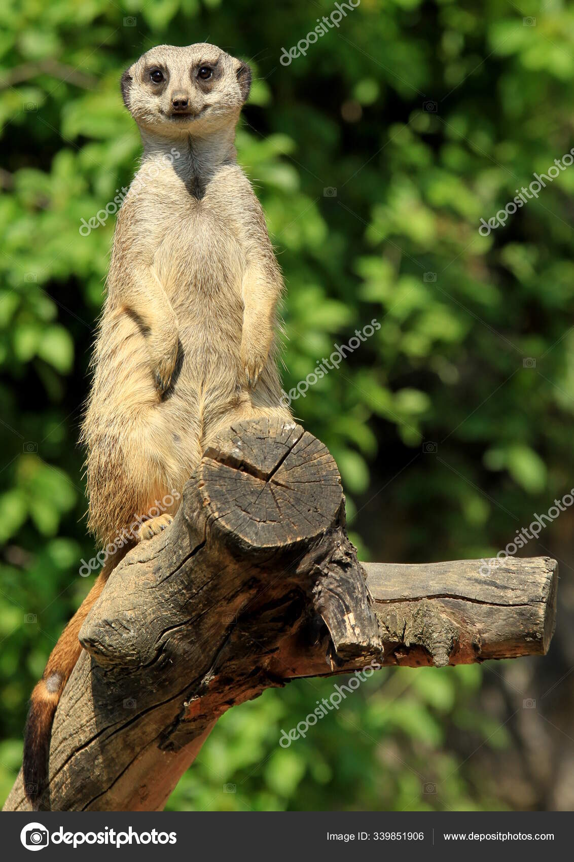Meerkat Animals Wildlife Suricata Suricatta Stock Photo by ©PantherMediaSeller 339851906