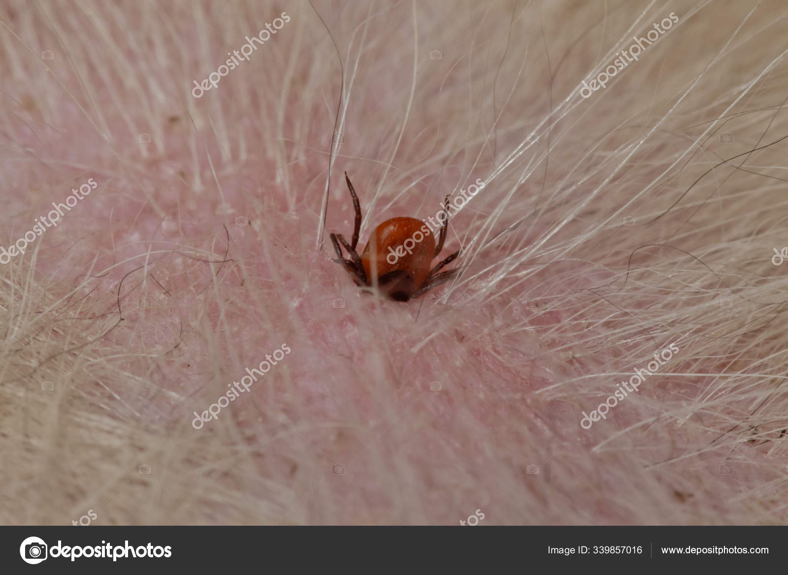 Ticks Ixodida Order Mites Acari Leatherlike Extensible Skin Belong ...