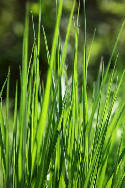 Soilage Pictures, Soilage Stock Photos & Images | Depositphotos®