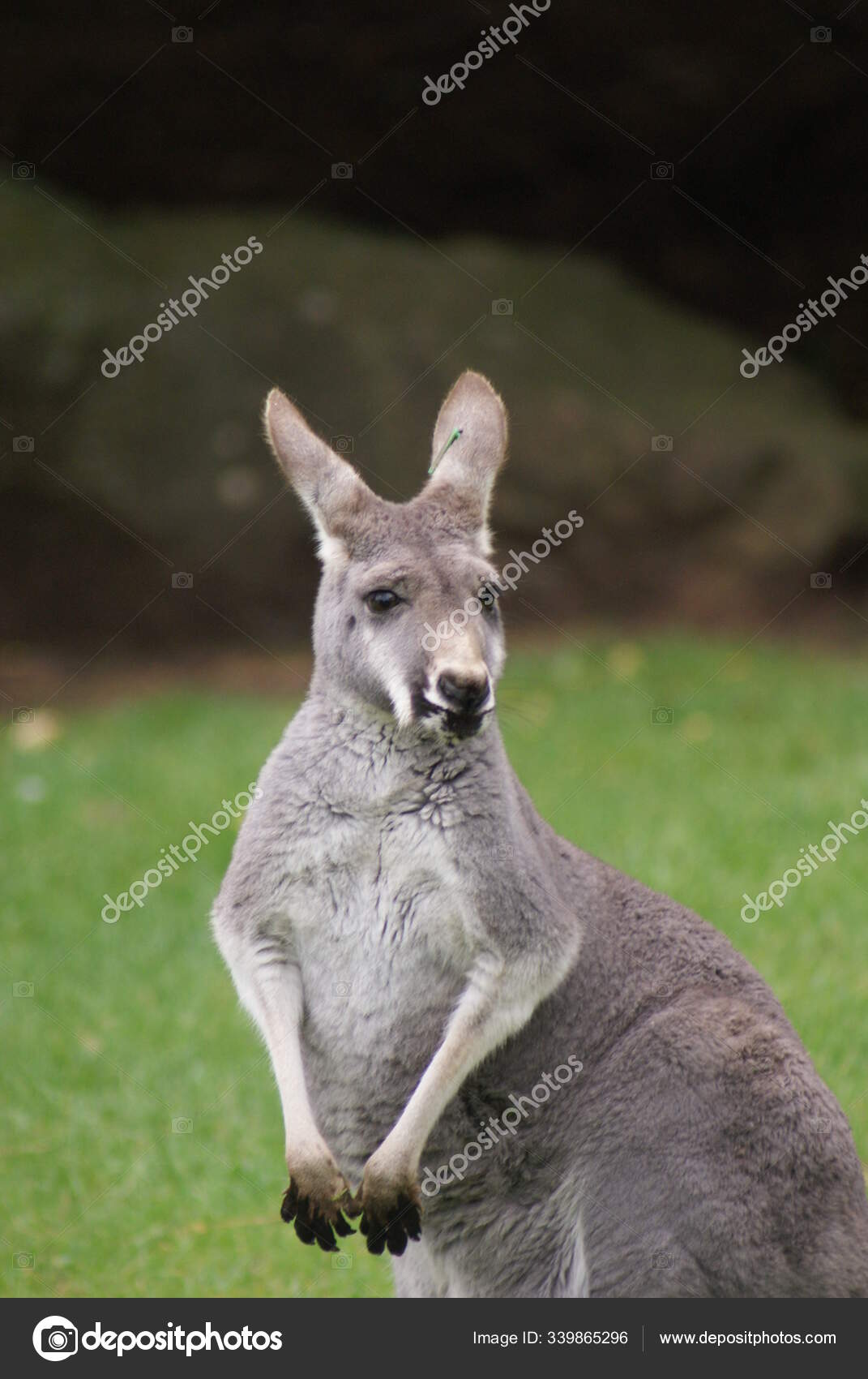 Close Image Grey Agile Wallaby Macropus Agilis — Stock Photo ...