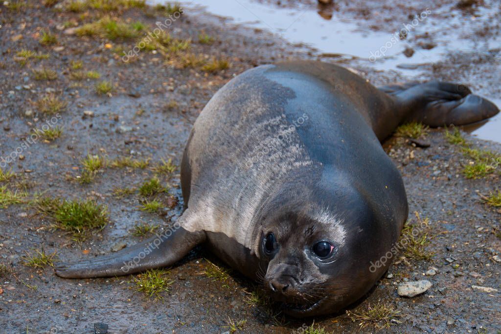 Una foca elefante hembra en su colonia en la isla de Georgia del Sur ...