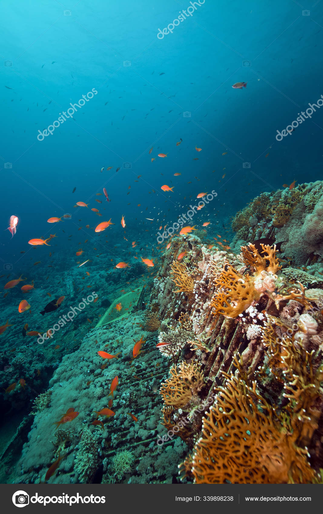 Cargo Yolanda Wreck Red Sea Stock Photo by ©PantherMediaSeller 339898238