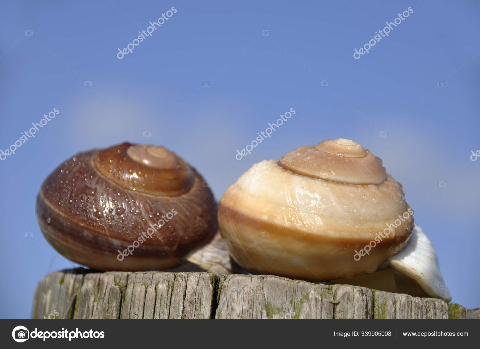 Helix Shell Snail Mollusk — Stock Photo © PantherMediaSeller #339905008