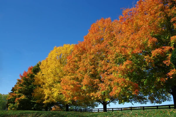 Autumn blaze maple Stock Photos, Royalty Free Autumn blaze maple Images ...