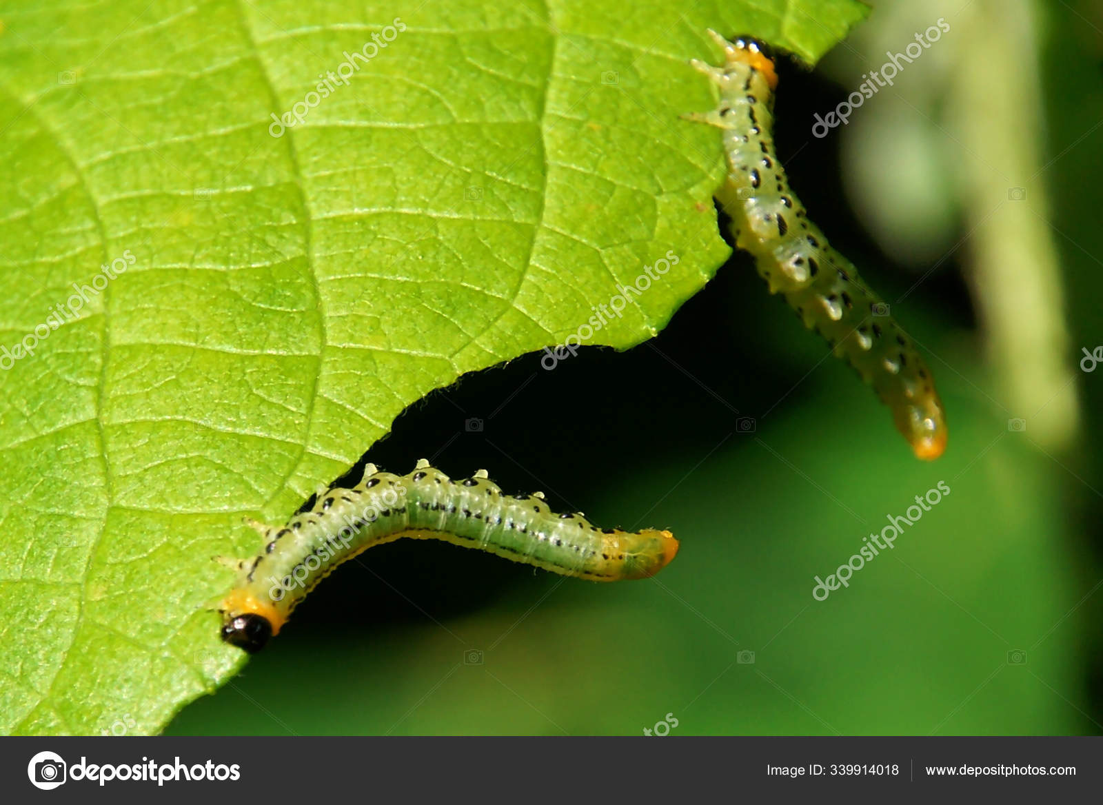 Caterpillar Worm Nature Insect — Stock Photo © PantherMediaSeller ...