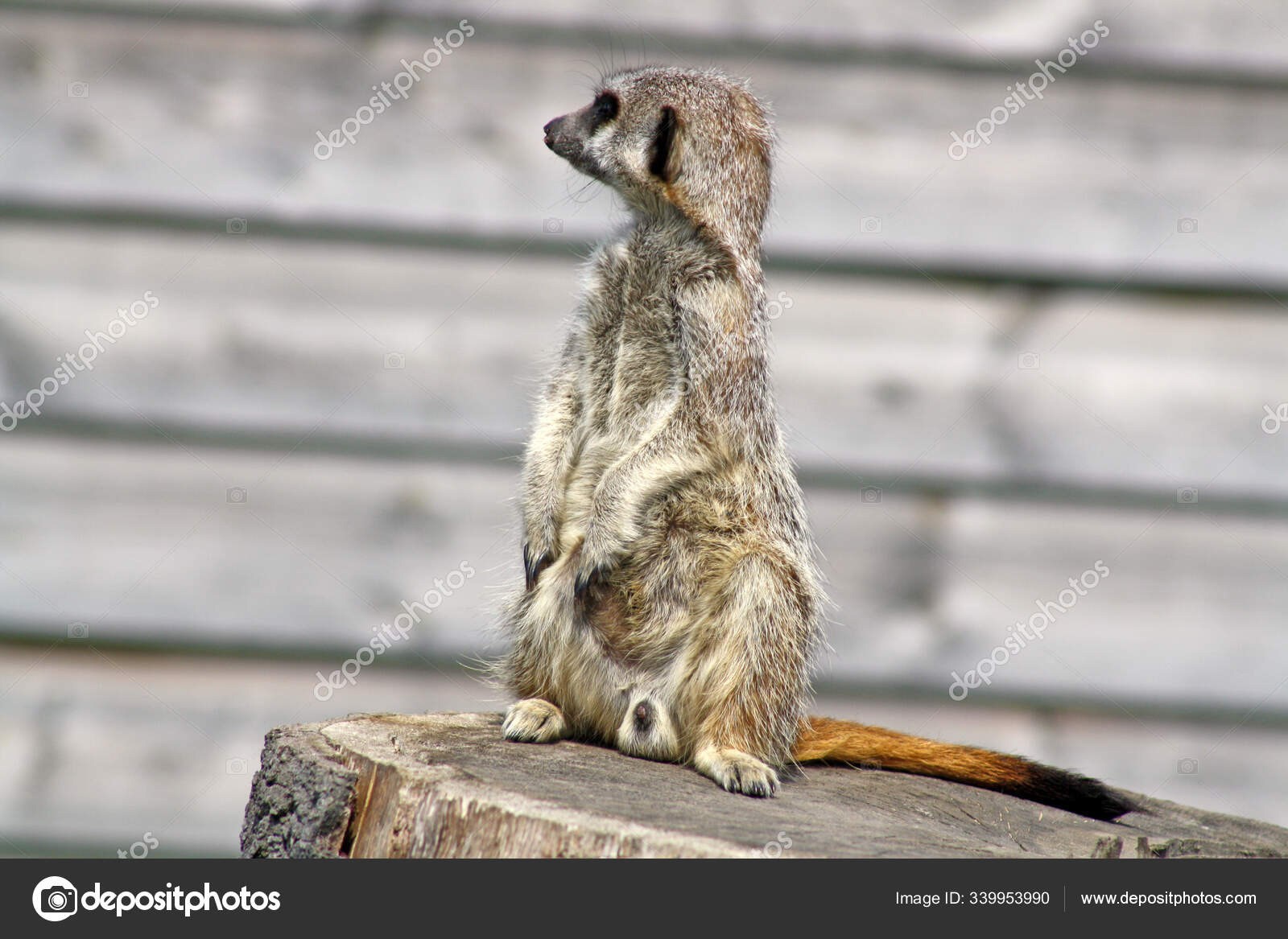 Cute Meerkat Suricate Suricatta — Stock Photo © PantherMediaSeller ...