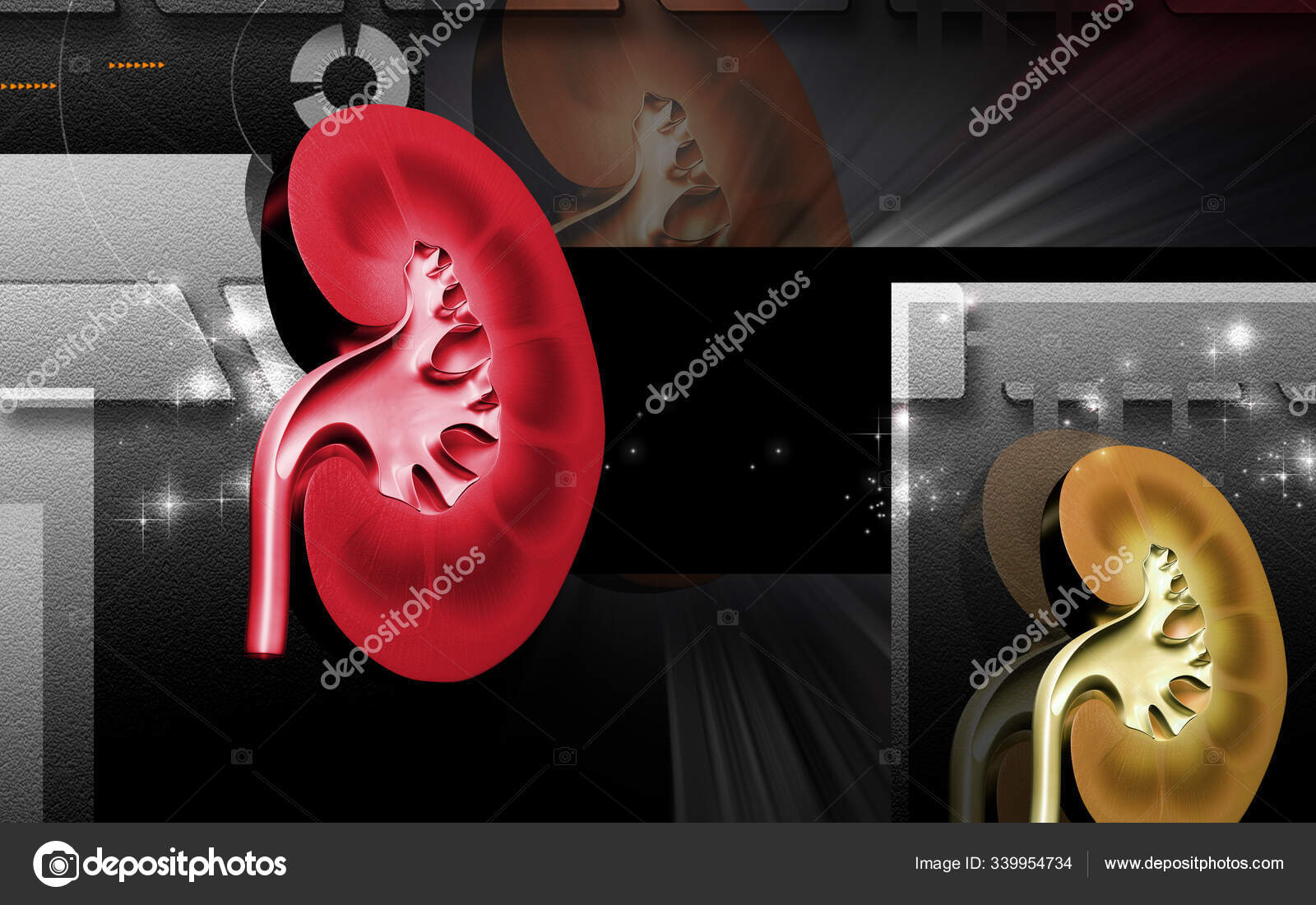 Digital Illustration Kidney Colour Background — Stock Photo ...