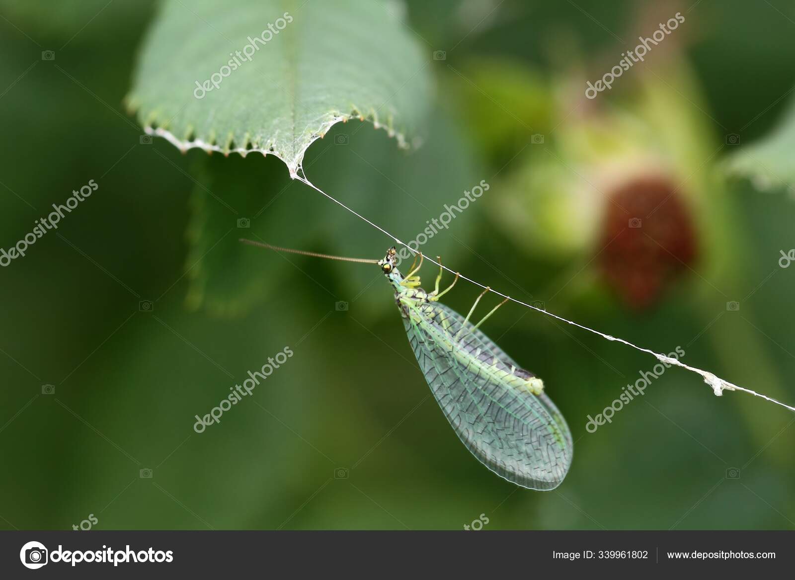 Green Pearl Eye Gold Eye Chrysopa Perla — Stock Photo ...