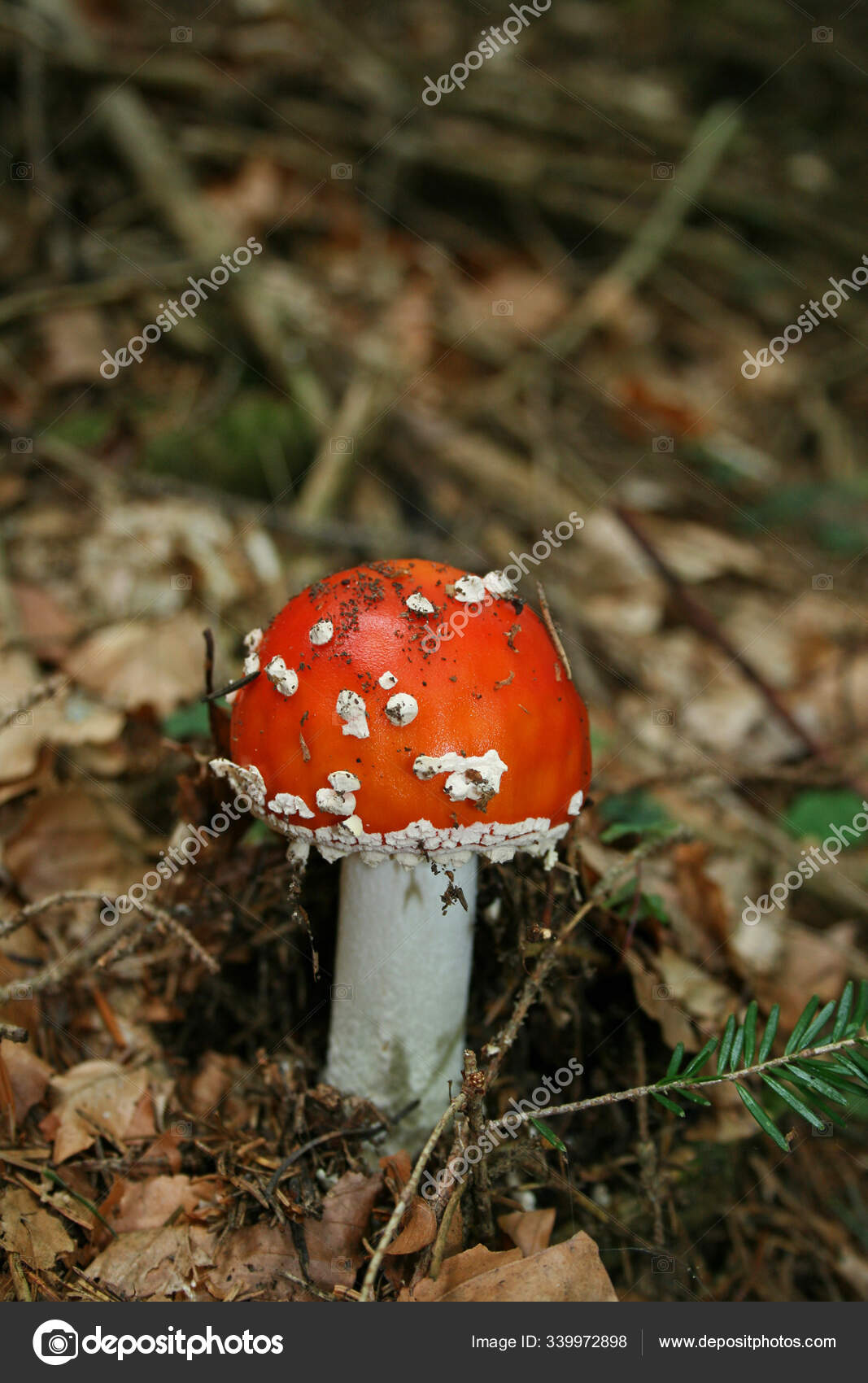 Red Toadstool Belongs Group Poisonous Fungi — Stock Photo ...