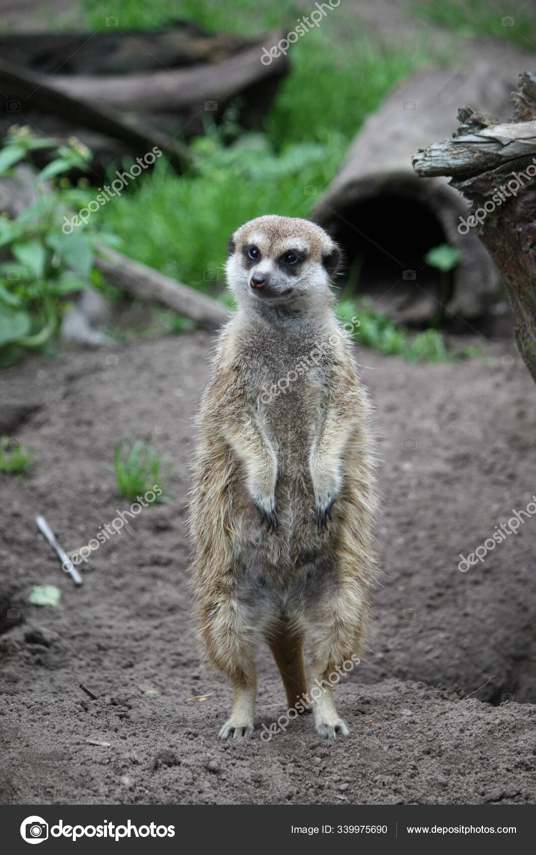 Meerkat Suricate Animal Nature — Stock Photo © PantherMediaSeller ...