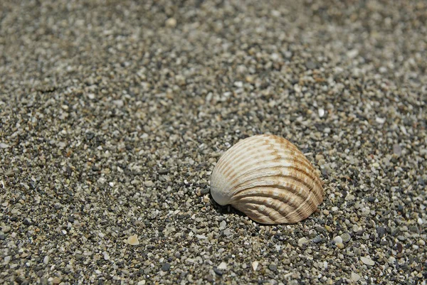 Strand sap fotos de stock, imágenes de Strand sap sin royalties ...