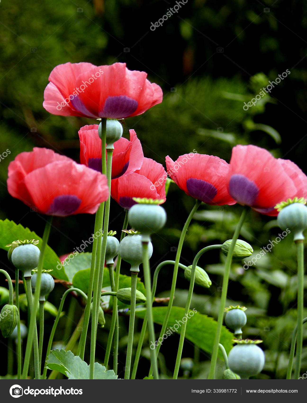 Beautiful Poppies Flowers Background — Stock Photo © PantherMediaSeller ...
