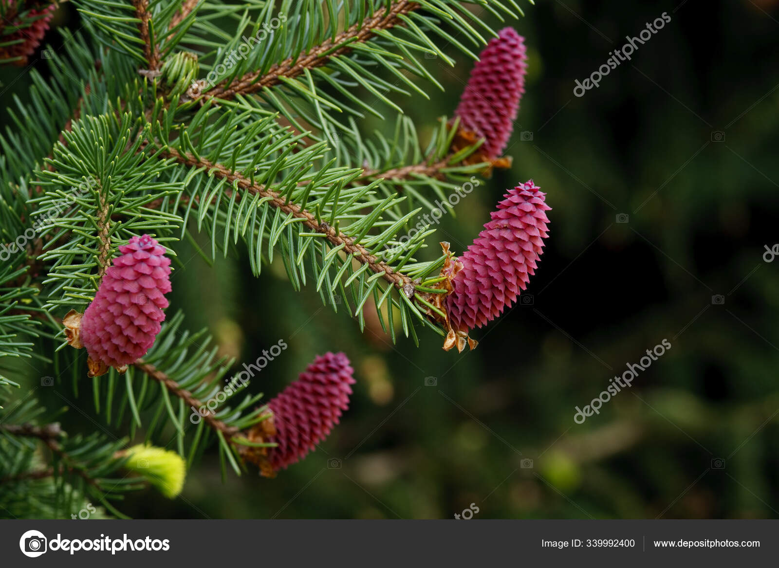 Red Spruce Cone